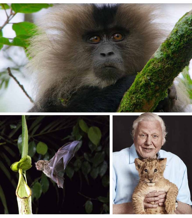 First Look At David Attenborough’s New Netflix Series Our Planet ...